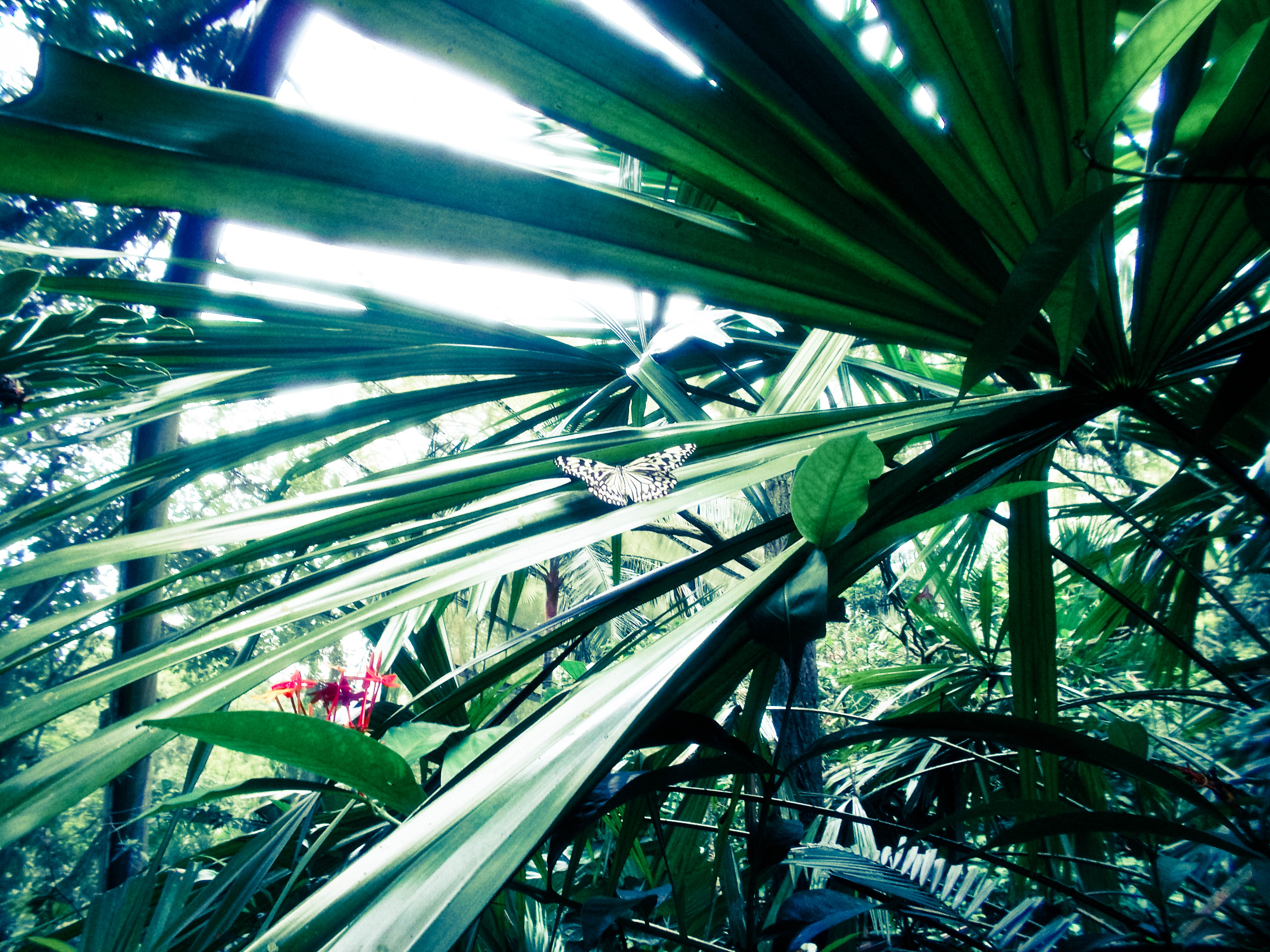 fragile forest | Singapore Diary